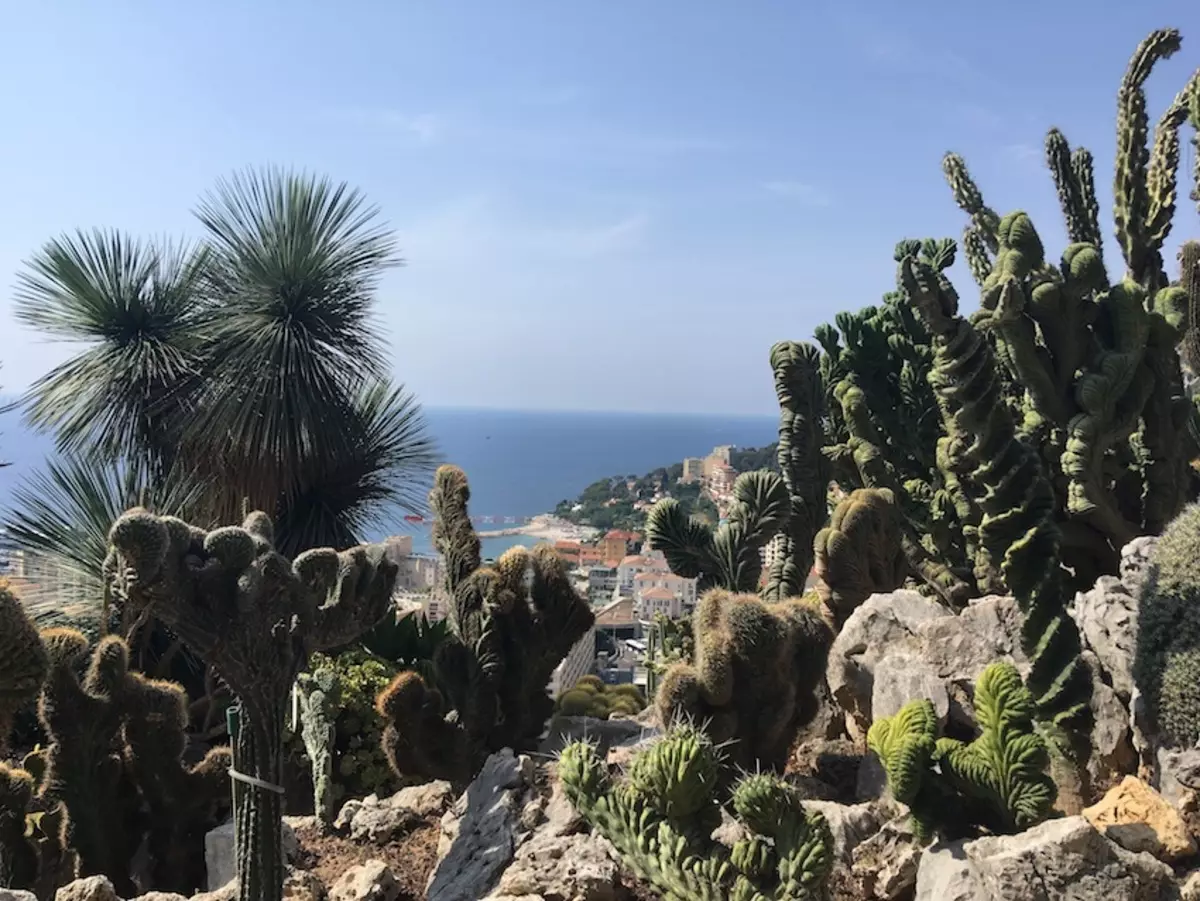 CACTI IN MONACO !!! Je to bláznivé! Obrázky Masha Sharova 3531_15