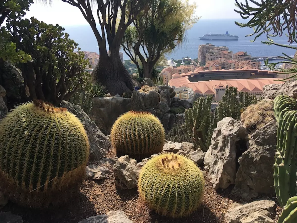 CACTI IN MONACO !!! Je to bláznivé! Obrázky Masha Sharova 3531_3