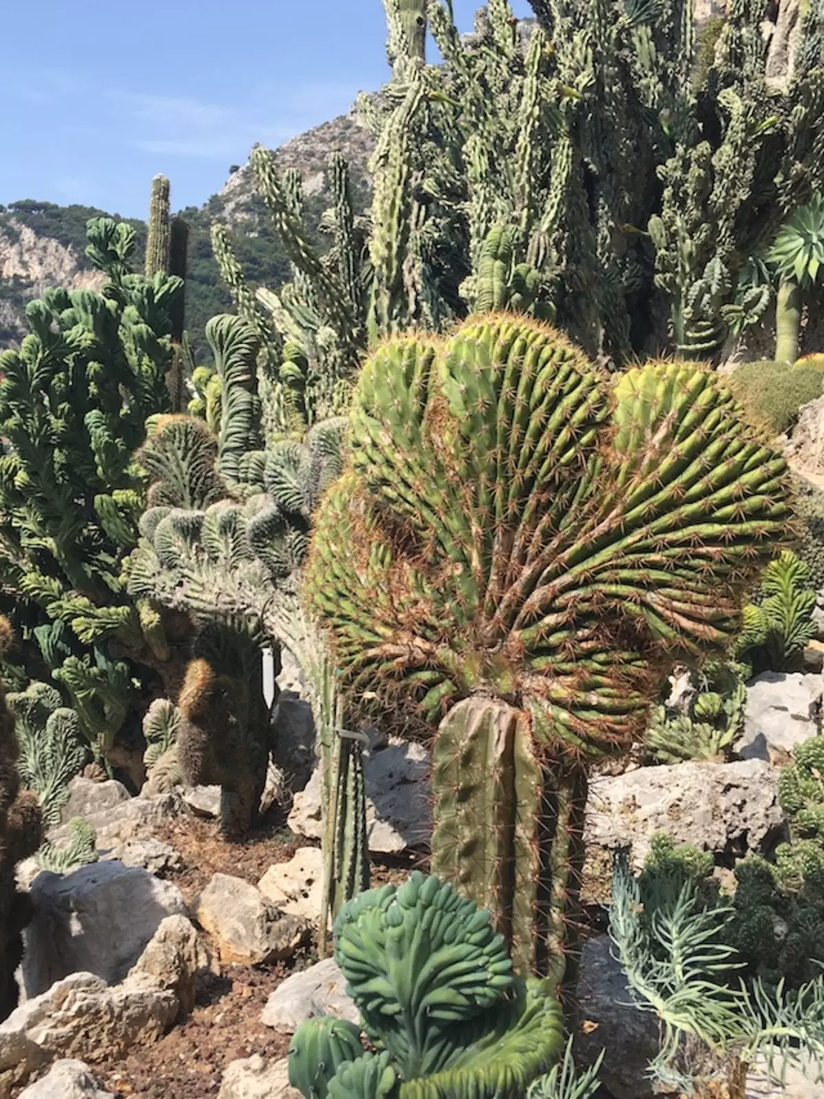 CACTI IN MONACO !!! Je to bláznivé! Obrázky Masha Sharova 3531_4