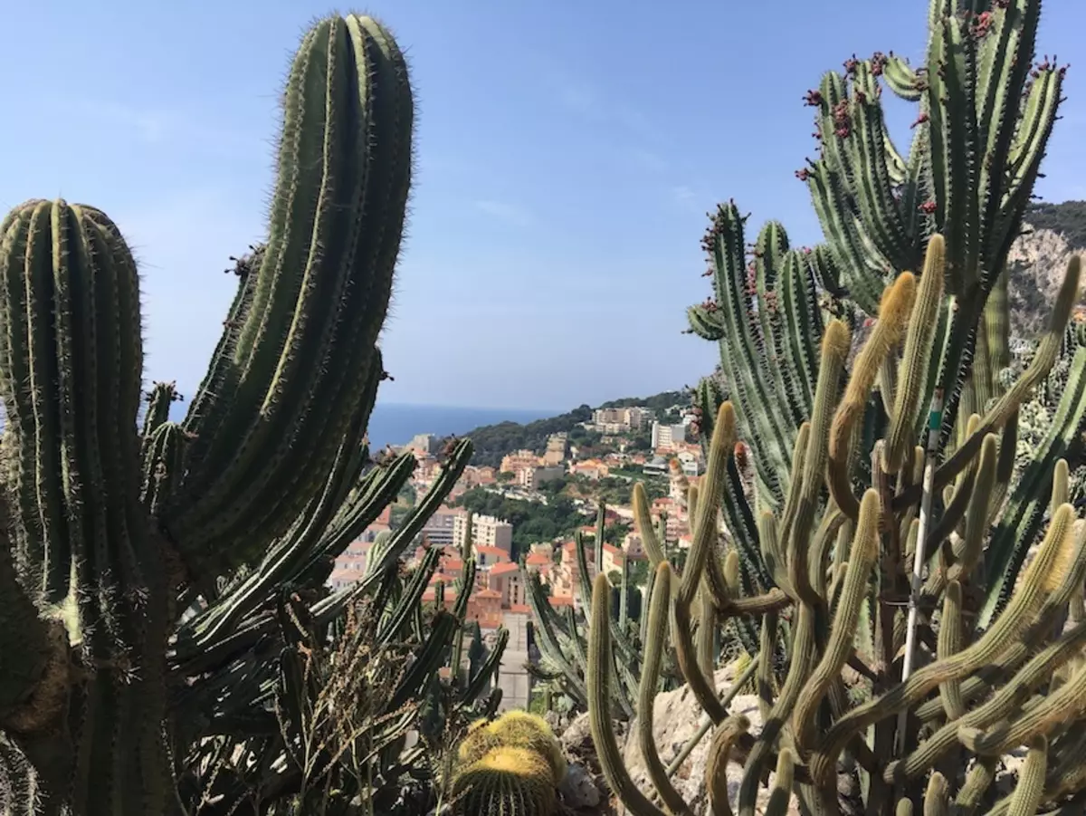 CACTI IN MONACO !!! Je to bláznivé! Obrázky Masha Sharova 3531_5