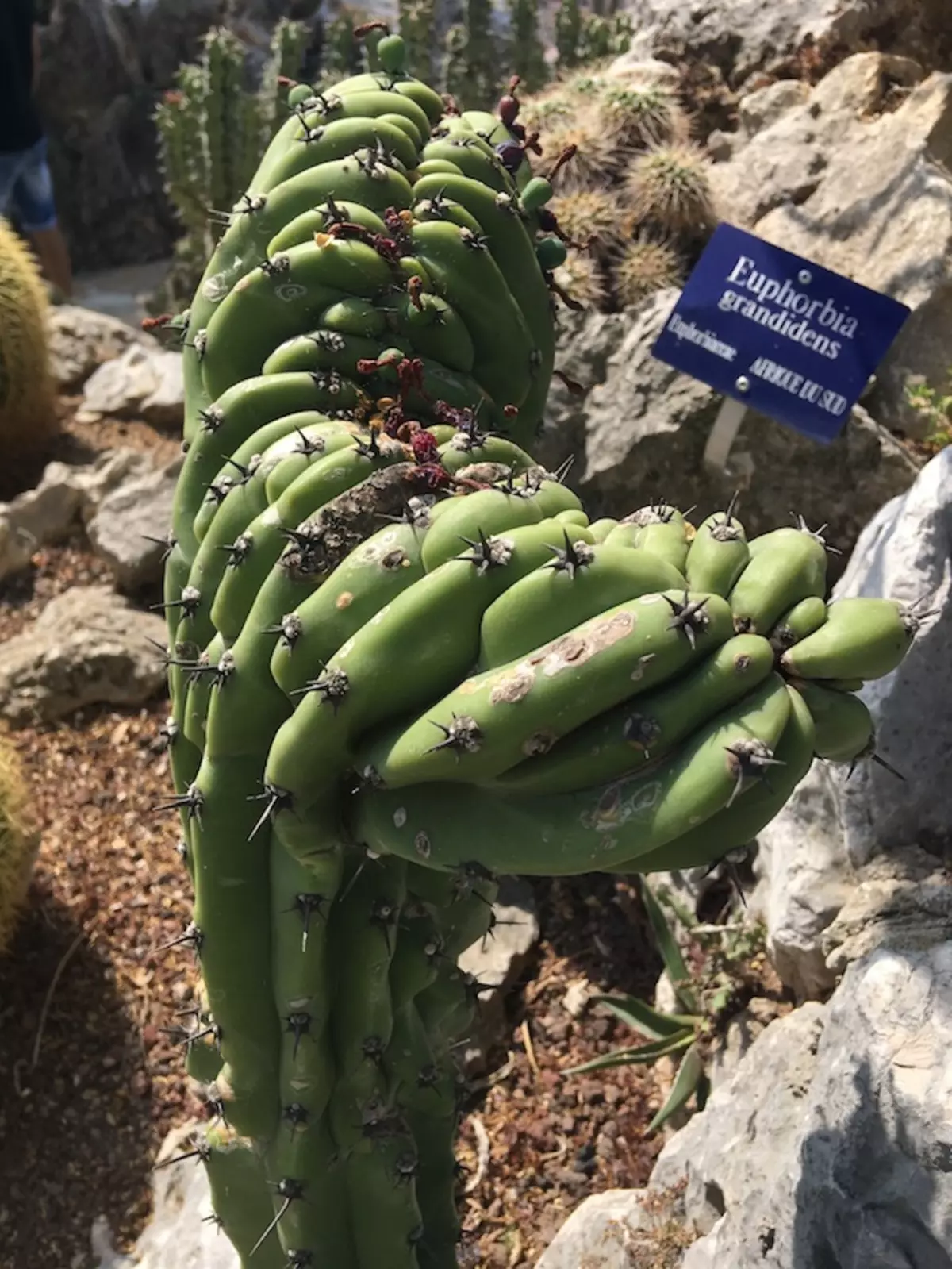 CACTI IN MONACO !!! Je to bláznivé! Obrázky Masha Sharova 3531_7