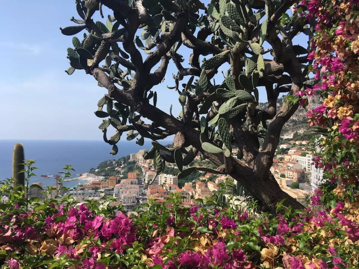 CACTI IN MONACO !!! Je to bláznivé! Obrázky Masha Sharova 3531_9