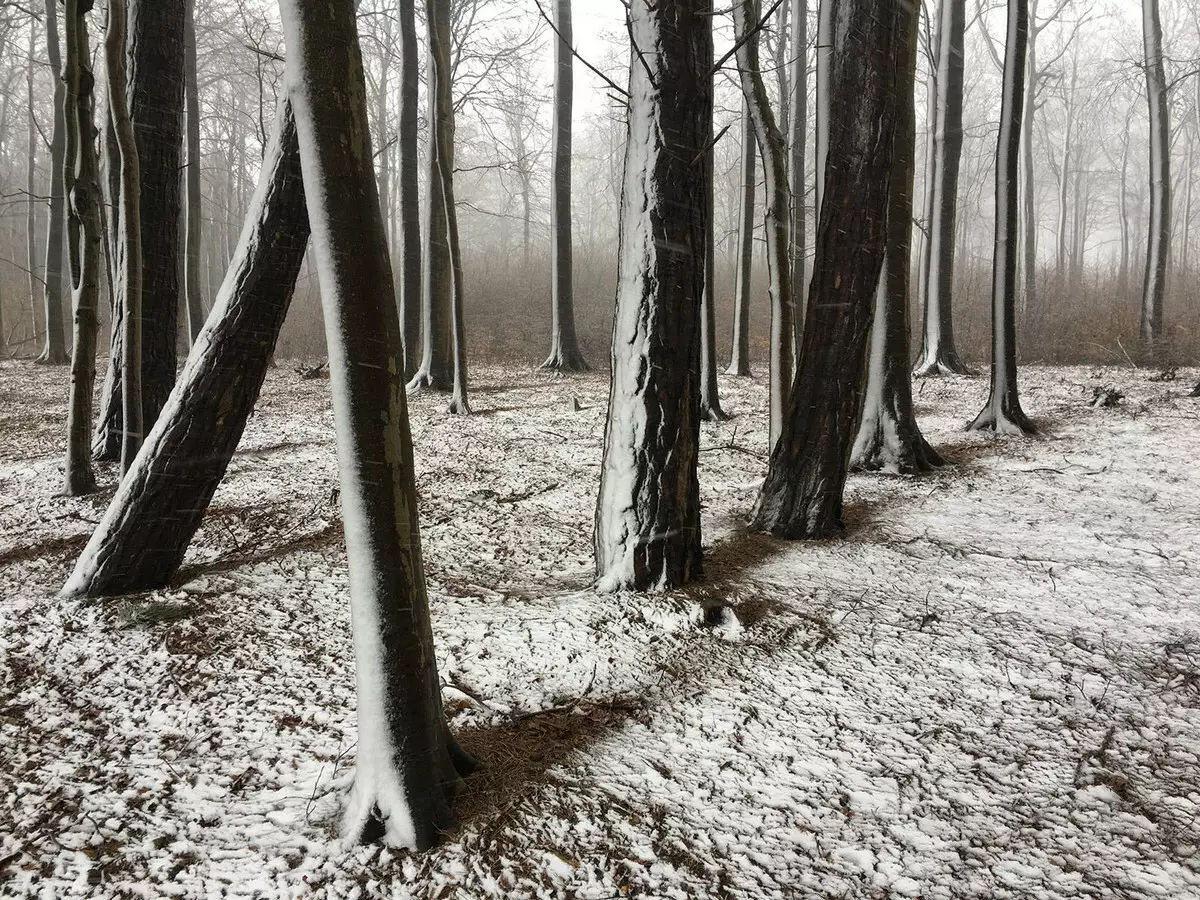 Оскар мобильді фотосуреті: Жеңімпаздар iPhone фотографиясы марапаттары 2019 22