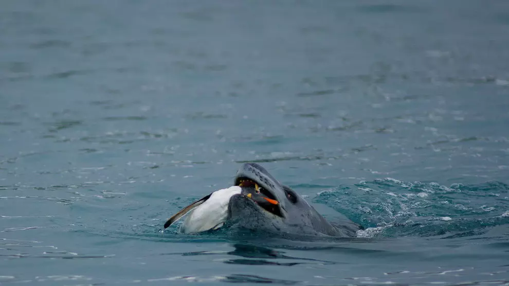 Ukuthwebula izithombe e-Antarctica, isifunda esinzima kunazo zonke sezulu somhlaba 3711_22