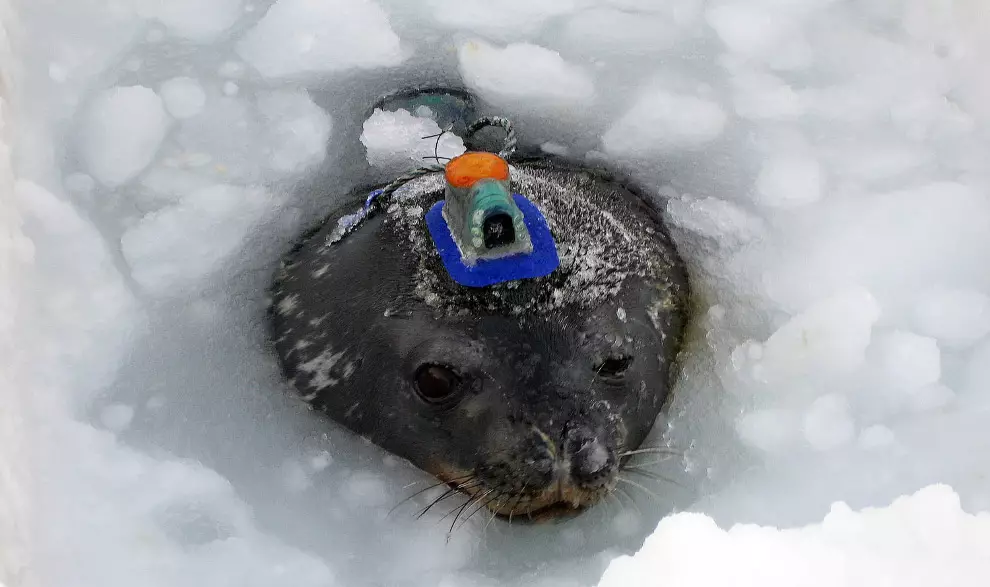 Fotografering i Antarktis, den mest alvorlige klimatiske regionen på jorden 3711_6