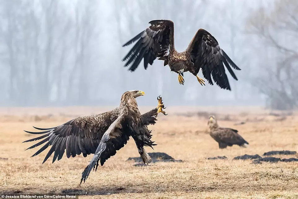 Claws xoog badan, beaks ... dagaalkii ayelov ee Orlov ee Lens Jessica Brokland (Jessica Blockland) 3793_3