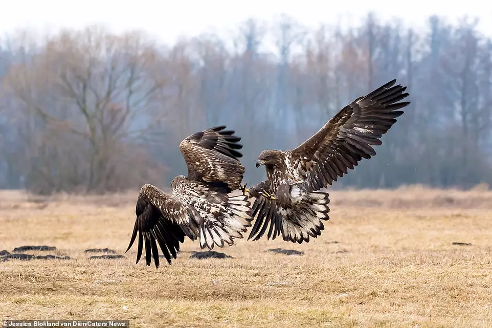 Claws xoog badan, beaks ... dagaalkii ayelov ee Orlov ee Lens Jessica Brokland (Jessica Blockland) 3793_6