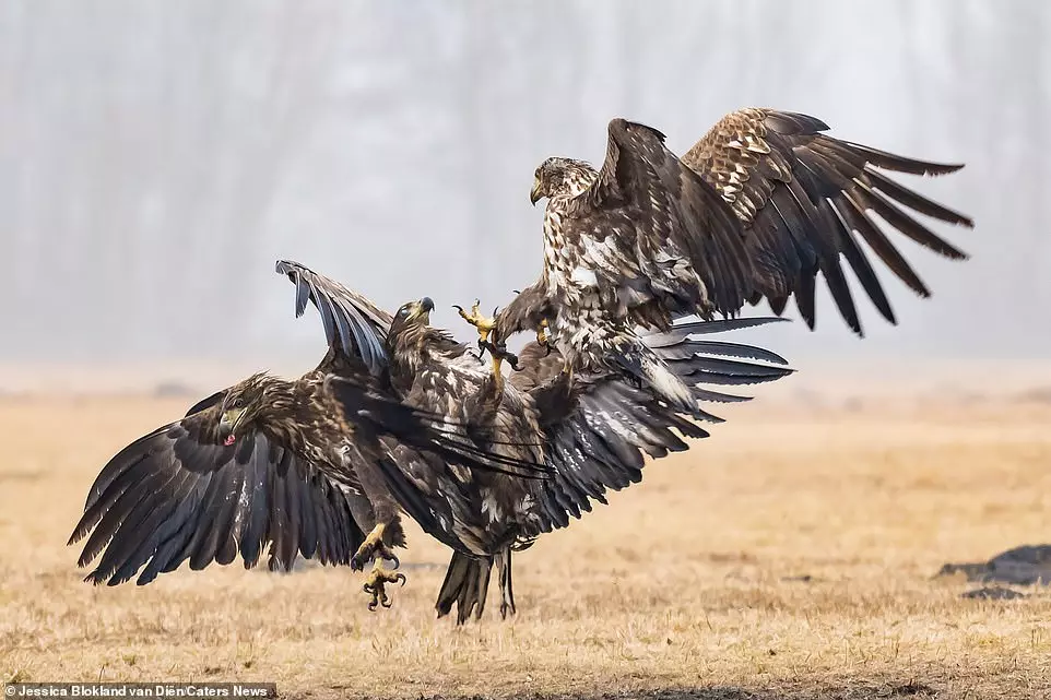 Claws xoog badan, beaks ... dagaalkii ayelov ee Orlov ee Lens Jessica Brokland (Jessica Blockland) 3793_7