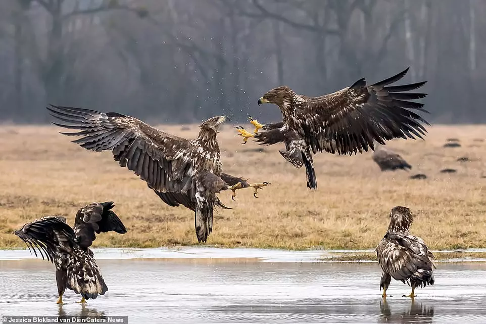 Claws xoog badan, beaks ... dagaalkii ayelov ee Orlov ee Lens Jessica Brokland (Jessica Blockland) 3793_8