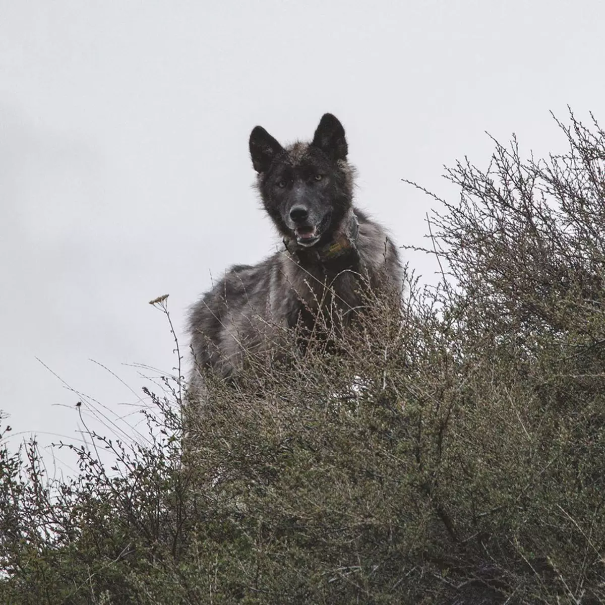 Biby bibidia ao amin'ny Grand Titon National Park avy any Nick Zulzer (Nick Sulzer) 3800_17