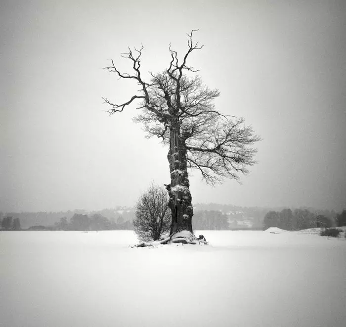 Silence, Snowy Fields และความเหงา ... ช่างภาพ Hakan Stand (Hakan Strand) 3814_16