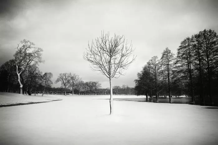 Silento, Snowy Fields kaj Soleco ... Fotisto Hakan Stand (Hakan Strand) 3814_20