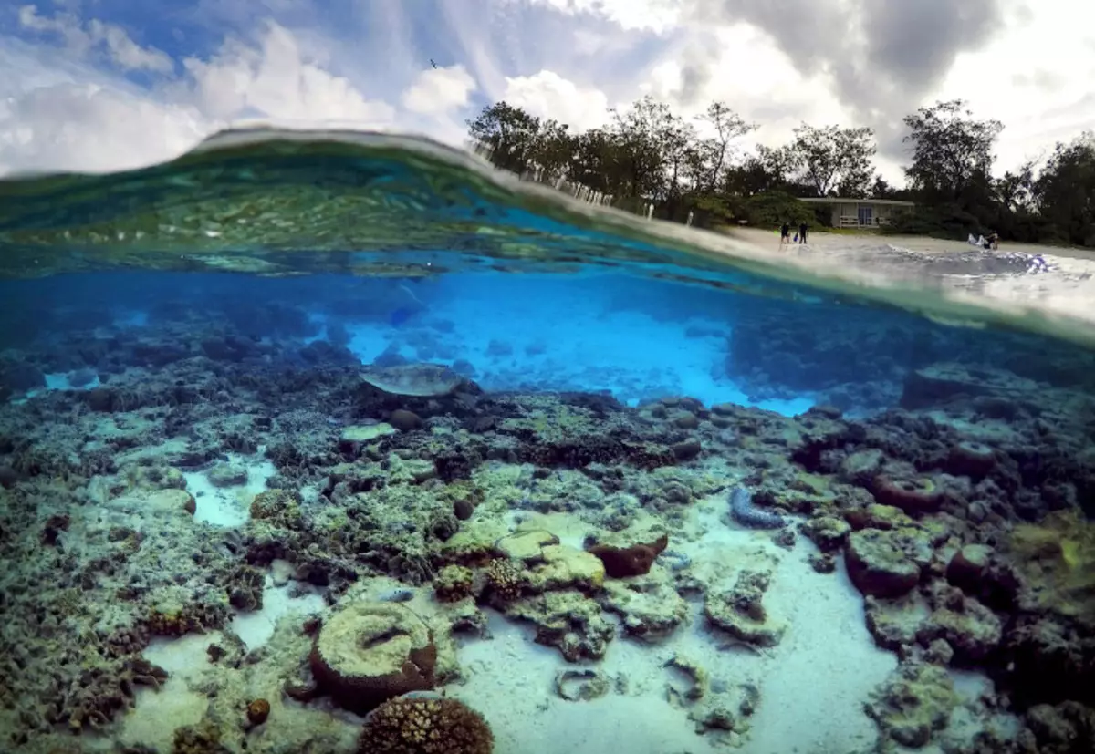 Big Barrier Reef - cel mai mare recif de corali din lume: fotografie David Gray (David Gray) 3894_1