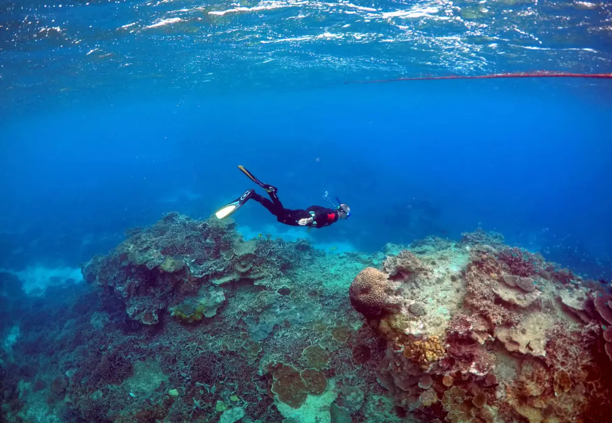 Big Barrier Reef - cel mai mare recif de corali din lume: fotografie David Gray (David Gray) 3894_10