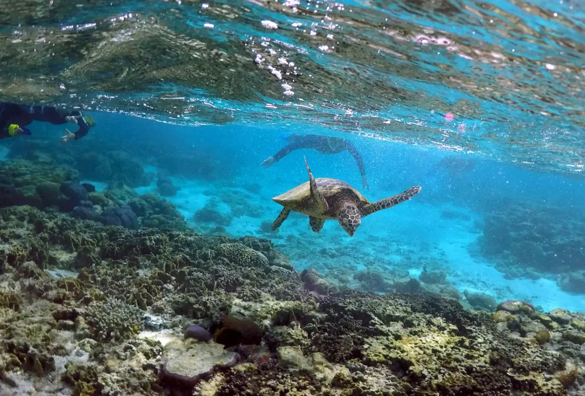 Big Barrier Reef - cel mai mare recif de corali din lume: fotografie David Gray (David Gray) 3894_11