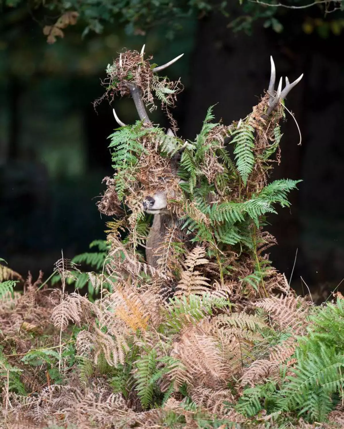 Hyvä tunnelma! Hauska komedia Wildlife Photography Awards 2019 3913_1