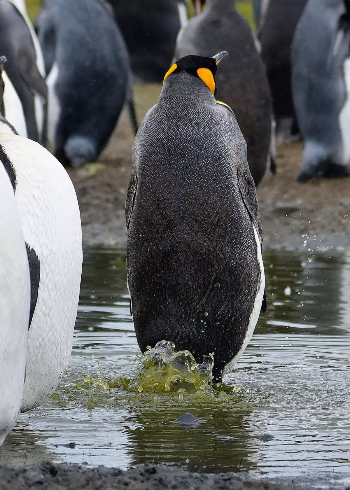 Voor een goed humeur! Grappig van Comedy Wildlife Photography Awards 2019 3913_10