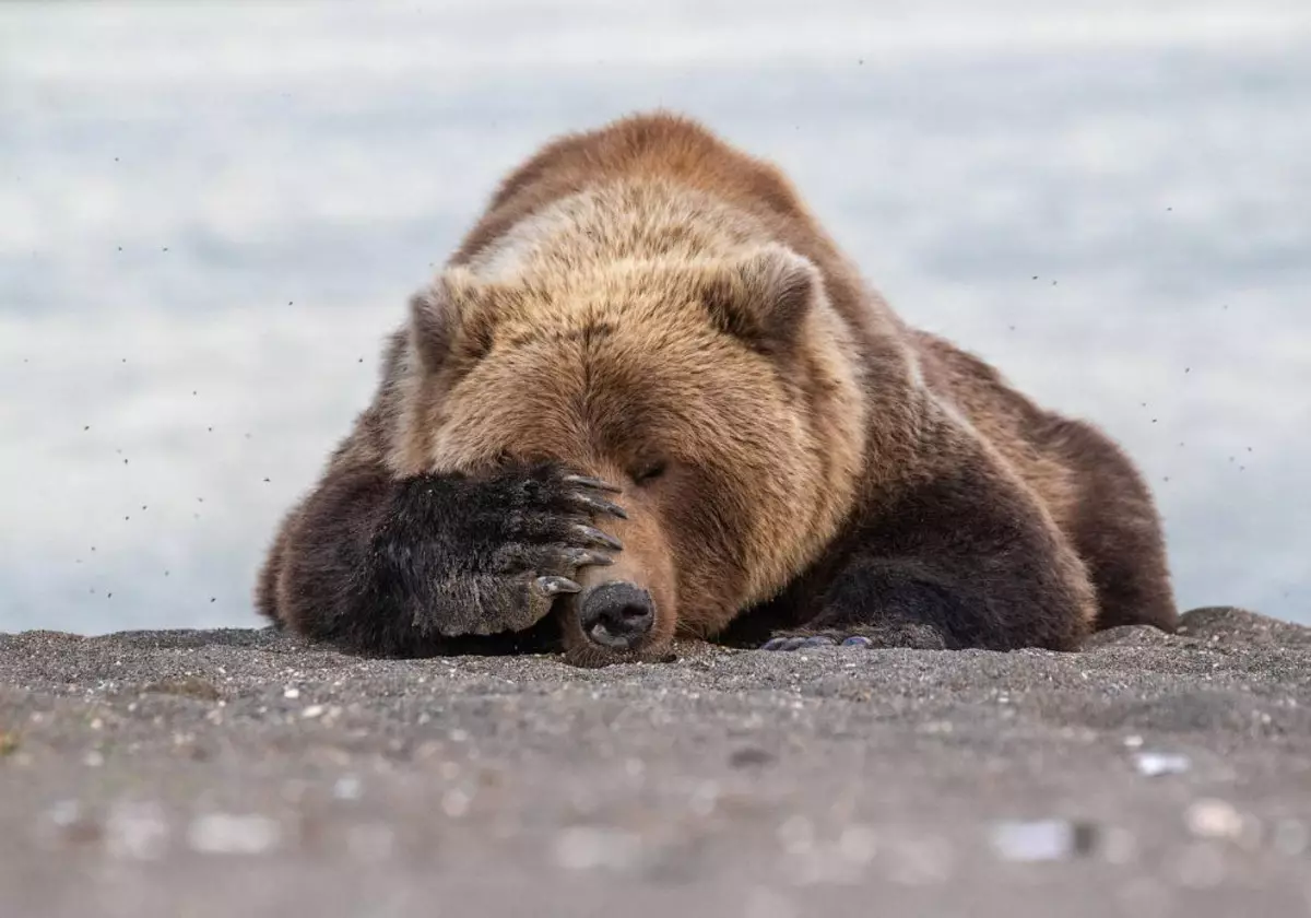 Hyvä tunnelma! Hauska komedia Wildlife Photography Awards 2019 3913_11