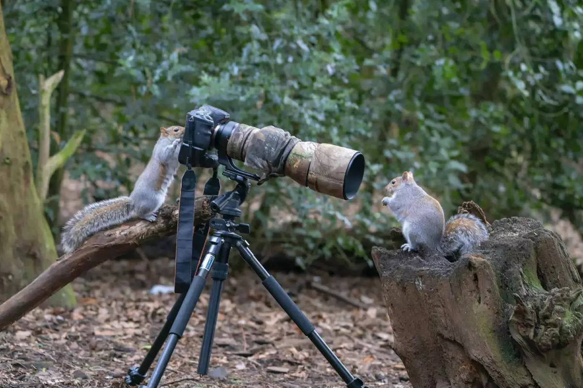 Untuk mood yang baik! Lucu dari Anugerah Fotografi Hidupan Liar Comedy 2019 3913_12