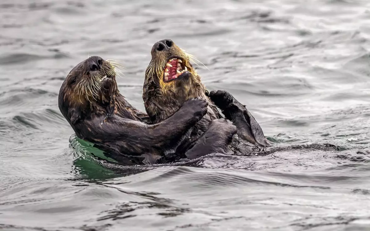 Voor een goed humeur! Grappig van Comedy Wildlife Photography Awards 2019 3913_14