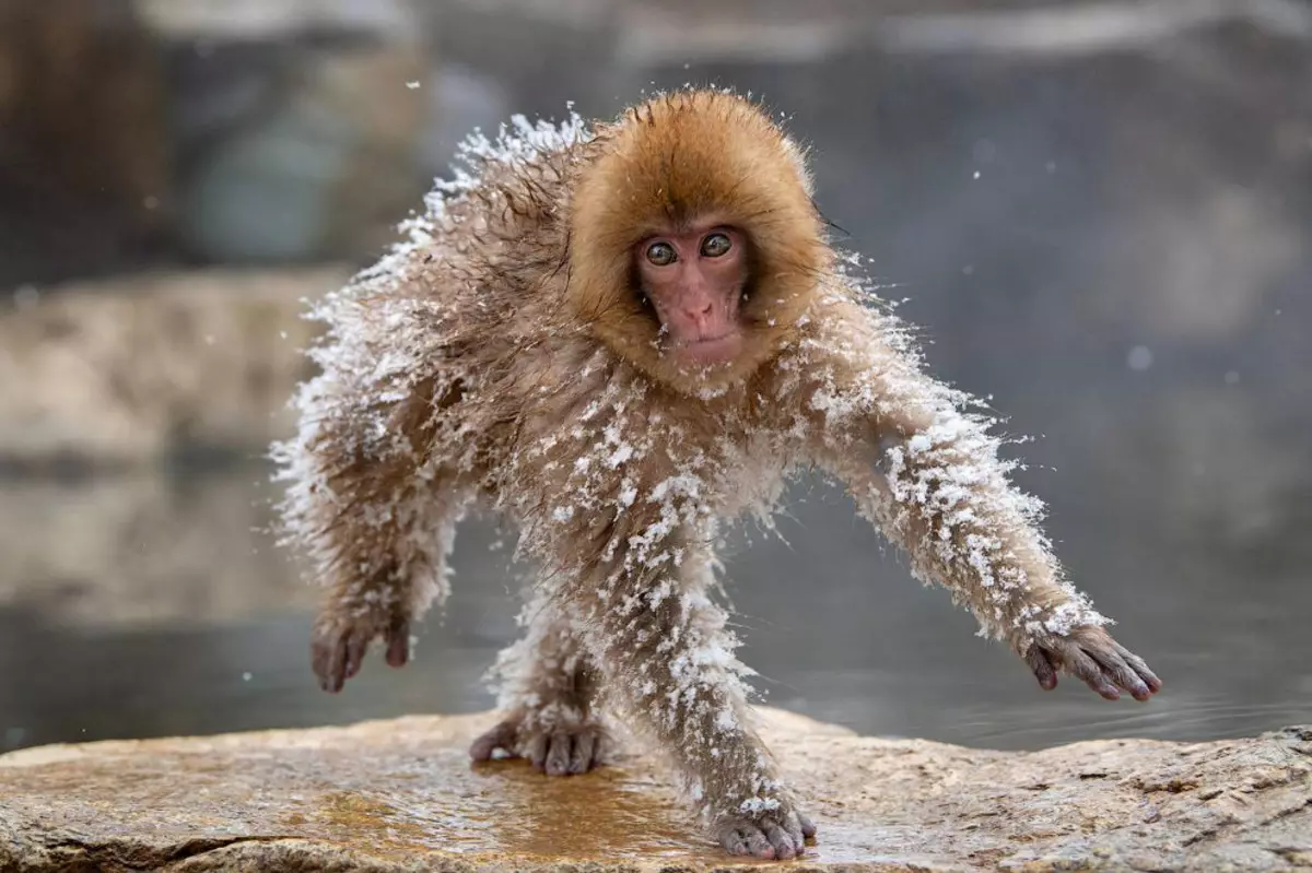 Hyvä tunnelma! Hauska komedia Wildlife Photography Awards 2019 3913_16