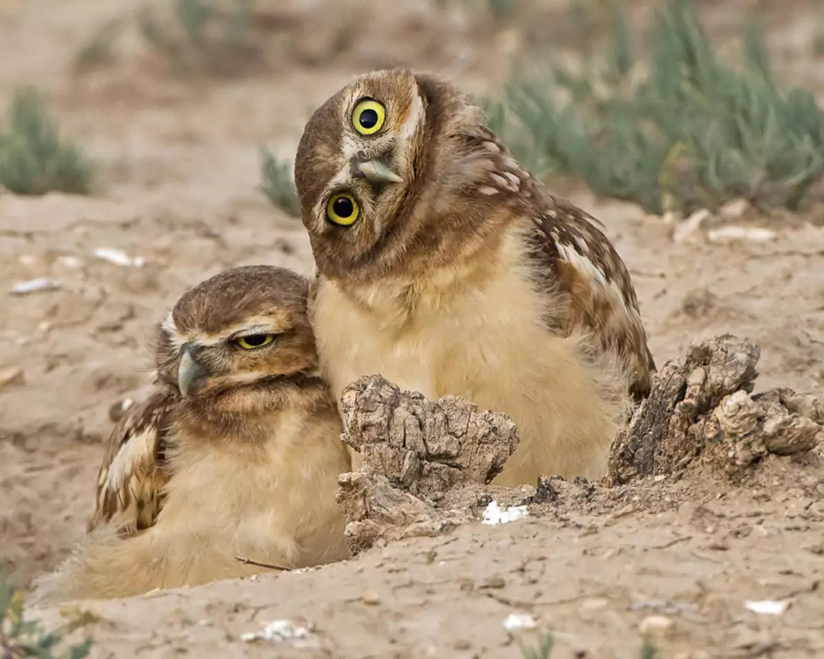 Voor een goed humeur! Grappig van Comedy Wildlife Photography Awards 2019 3913_2