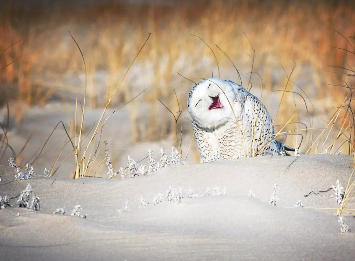 Hyvä tunnelma! Hauska komedia Wildlife Photography Awards 2019 3913_3