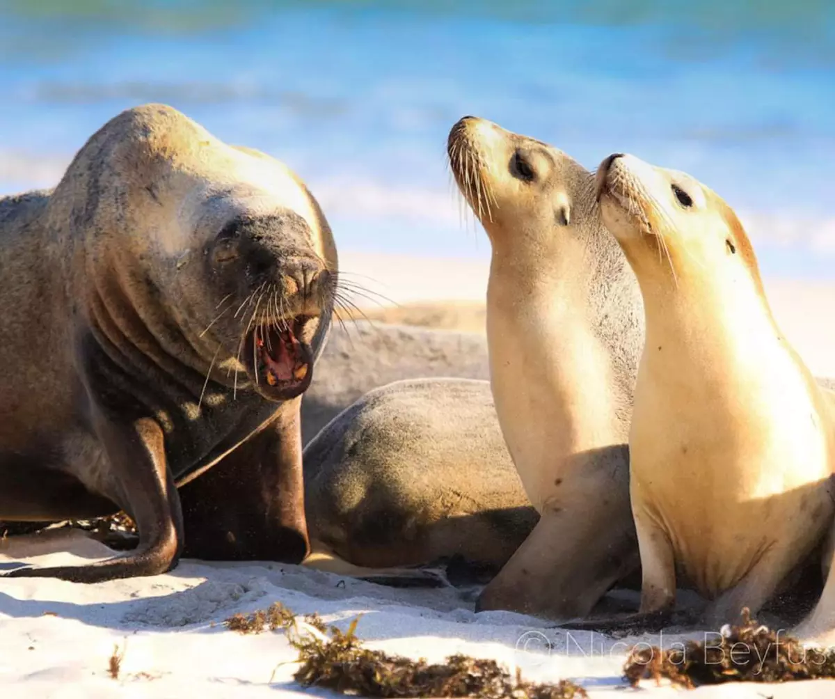 Hyvä tunnelma! Hauska komedia Wildlife Photography Awards 2019 3913_4