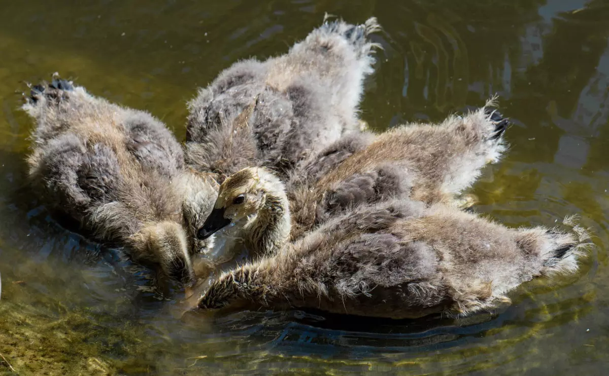 Voor een goed humeur! Grappig van Comedy Wildlife Photography Awards 2019 3913_5