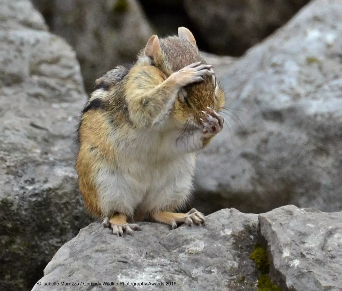 Voor een goed humeur! Grappig van Comedy Wildlife Photography Awards 2019 3913_6