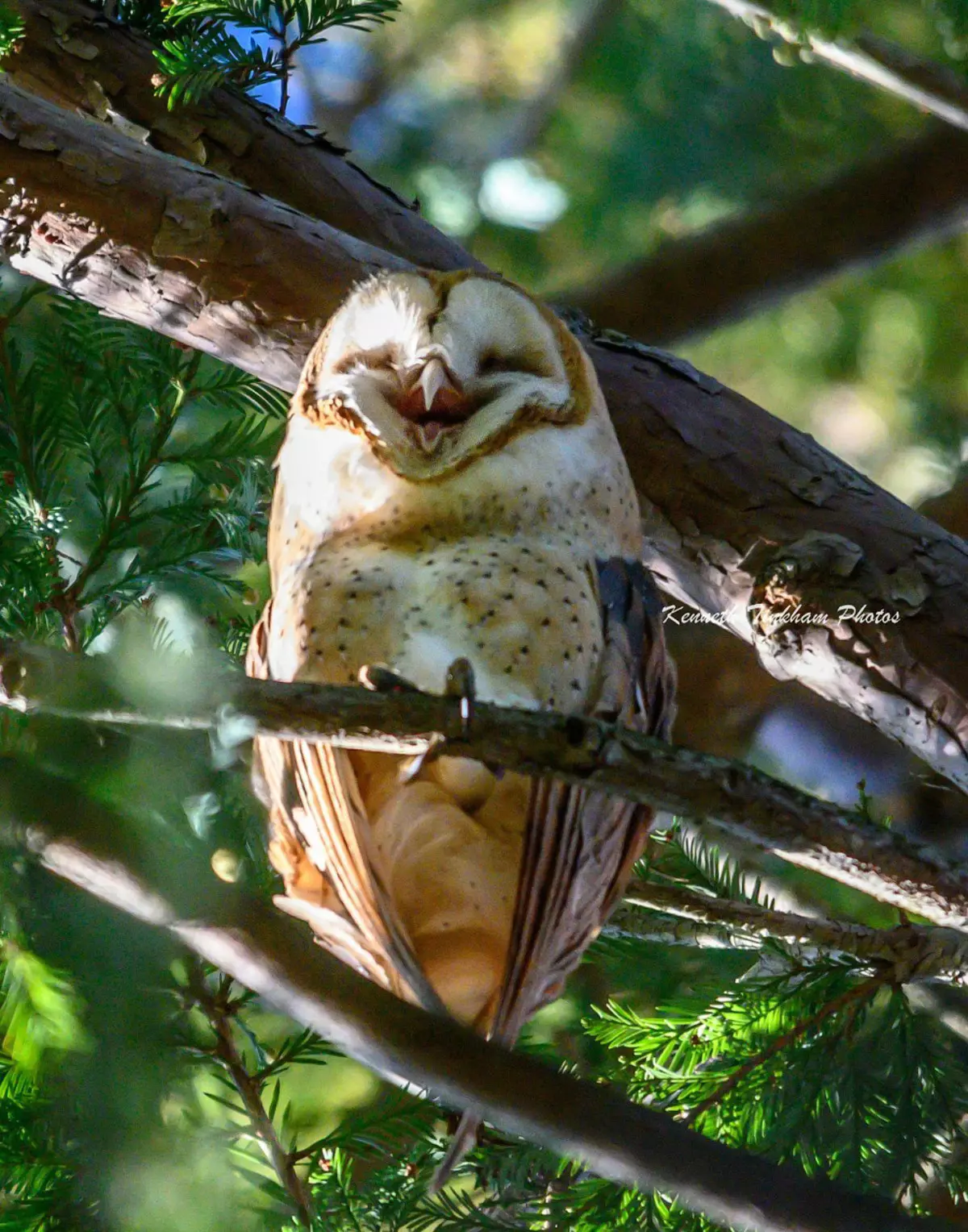 Voor een goed humeur! Grappig van Comedy Wildlife Photography Awards 2019 3913_7