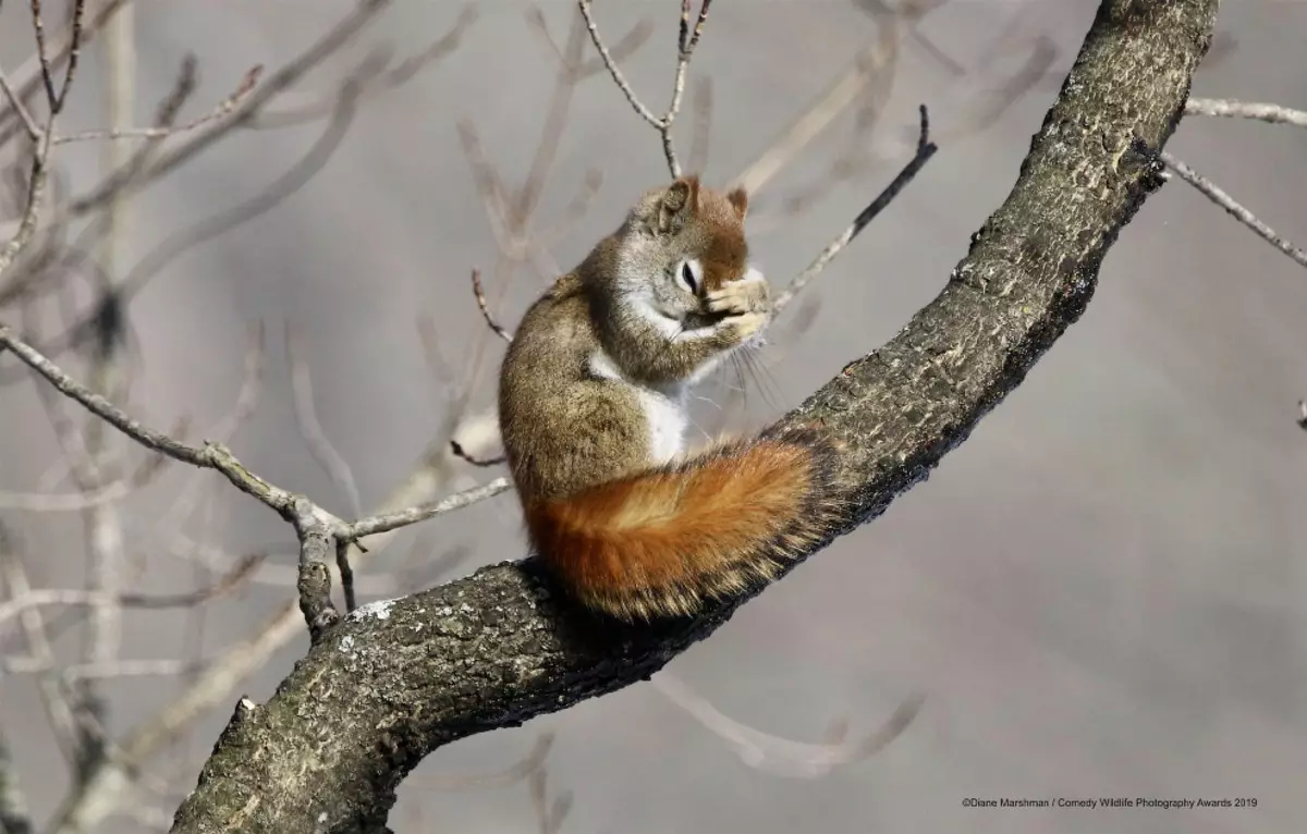 Voor een goed humeur! Grappig van Comedy Wildlife Photography Awards 2019 3913_8