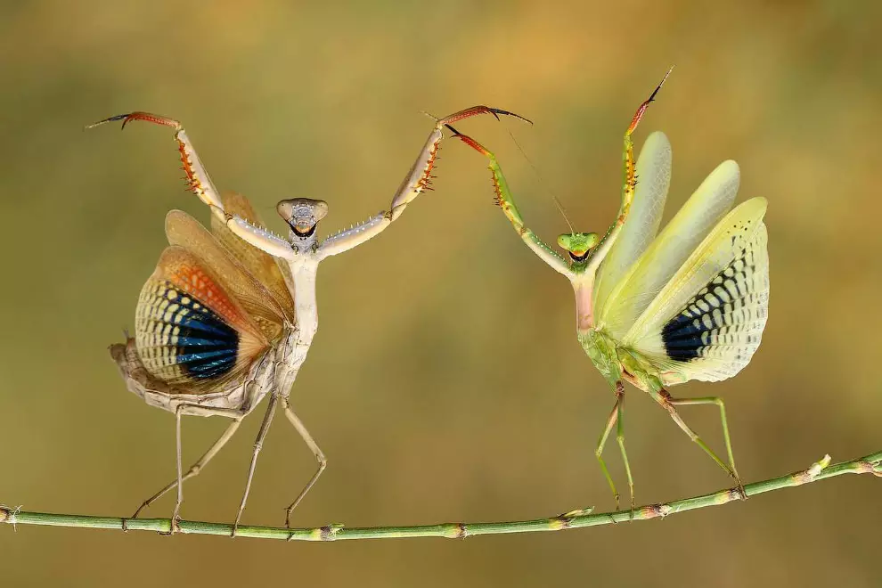 Hyvä tunnelma! Hauska komedia Wildlife Photography Awards 2019 3913_9