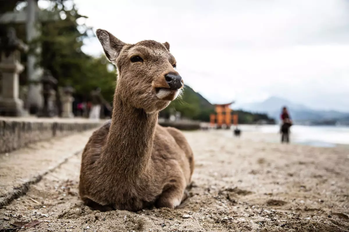 Fungerer Konkurranse National Geographic Travel Photographer 2019 3941_7