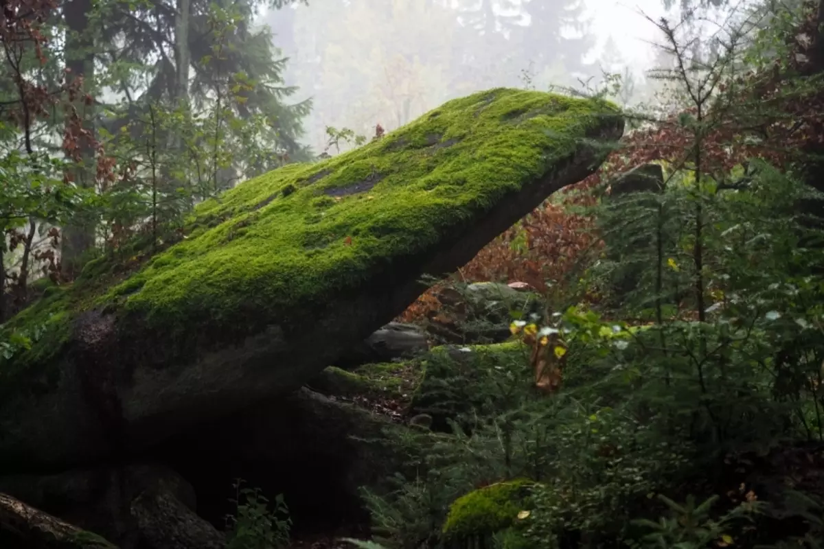 Rainy Day in the Forest: A series of photos of Robert Merrtle (Robert Myrtle) 3955_1