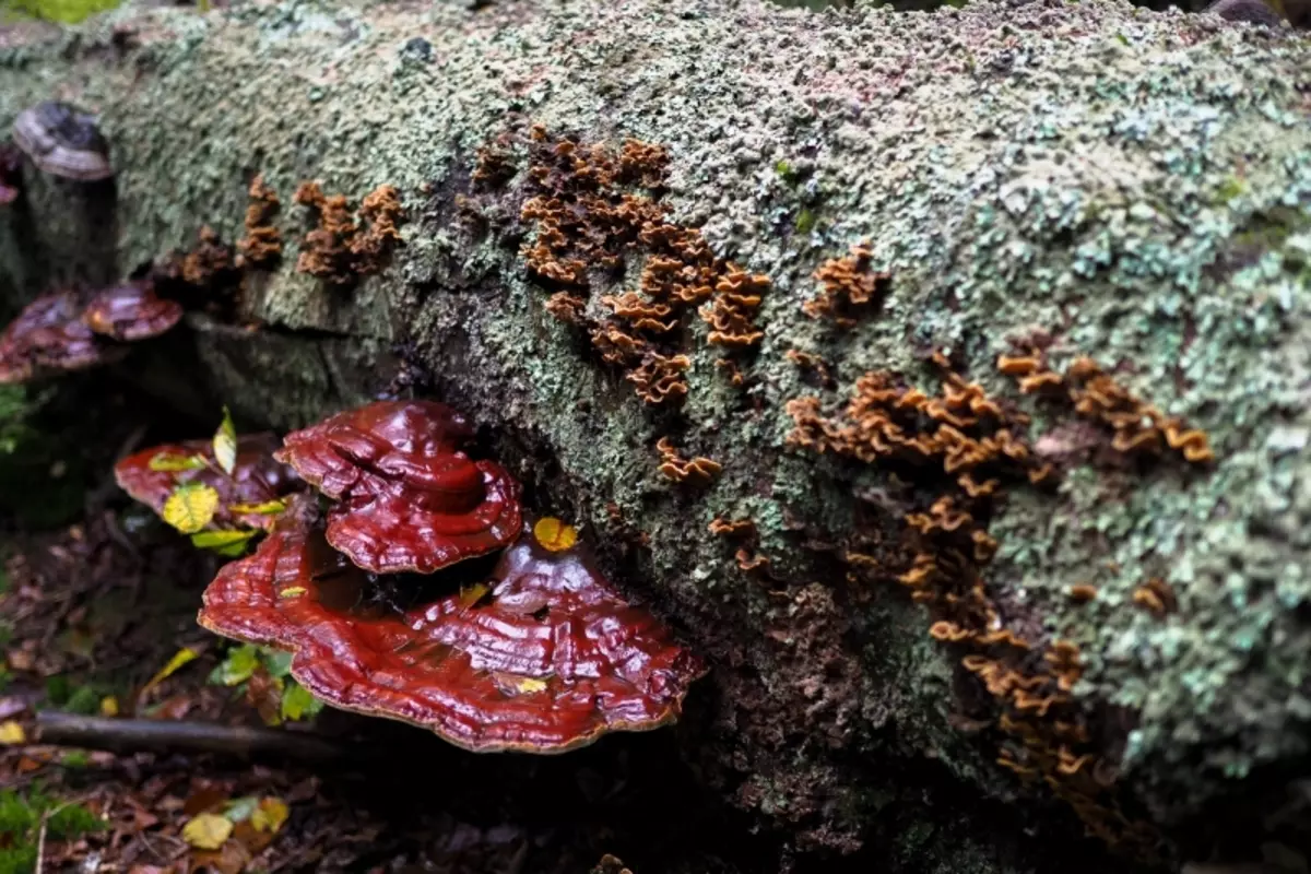 Deževni dan v gozdu: vrsta fotografij Roberta Merrrtle (Robert Myrtle) 3955_7