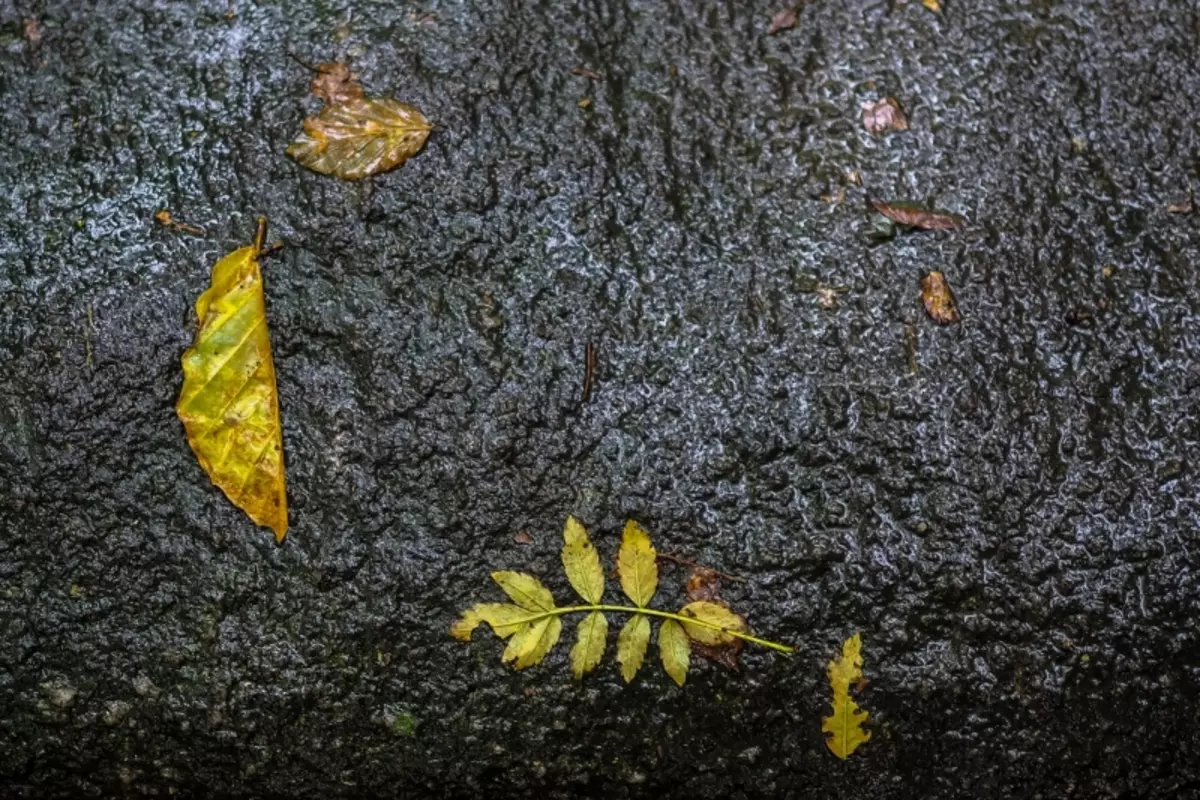 Kišni dan u šumi: niz fotografija Robert Morrle (Robert Myrtle) 3955_8