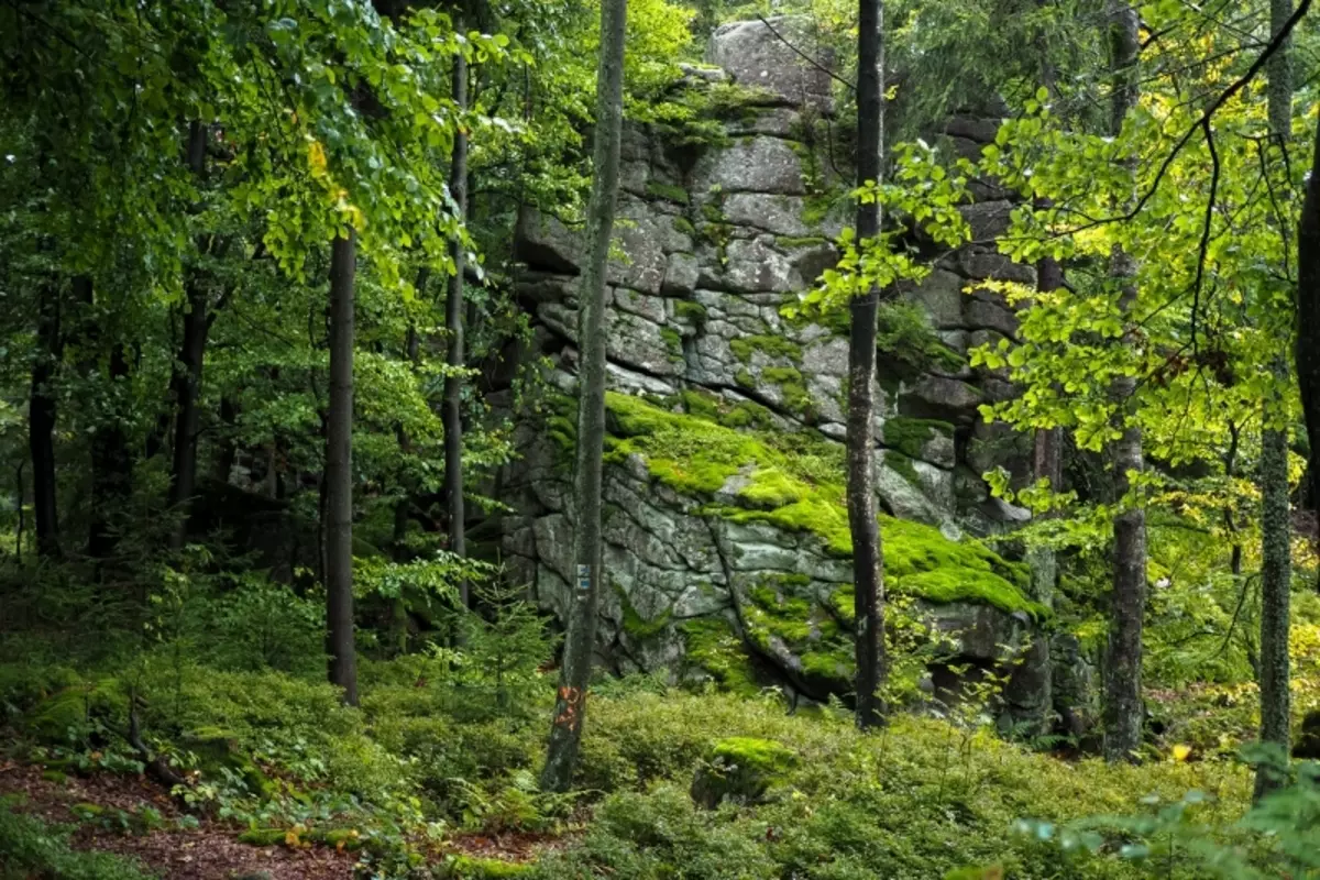 Deževni dan v gozdu: vrsta fotografij Roberta Merrrtle (Robert Myrtle) 3955_9