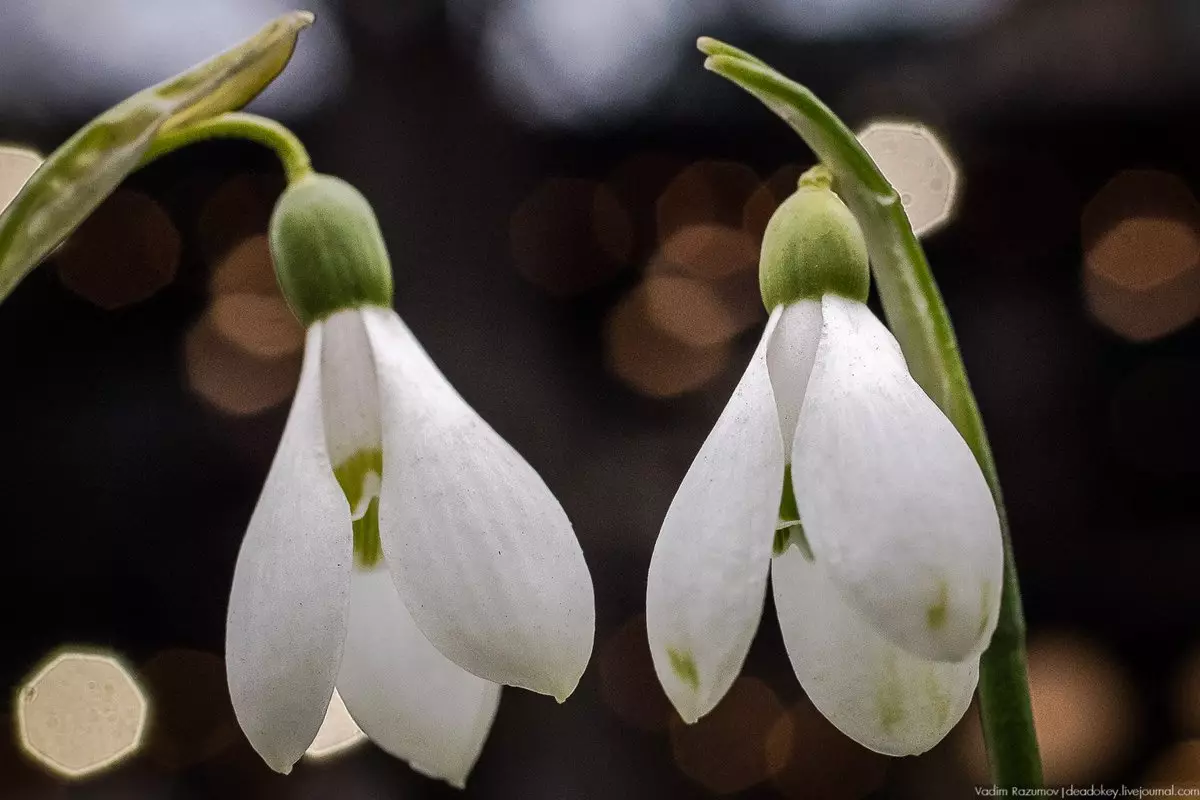 Furaha kamili! Tamasha la Snowdrops katika Lens Vadim Razumov. 3969_1