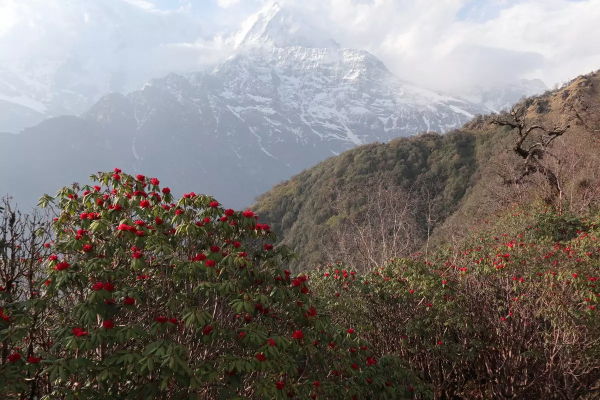 पहाड़ों पर जाओ, सुंदर वहाँ! लेंस जॉर्ज क्रास्निकोवा में हिमालय 3972_6