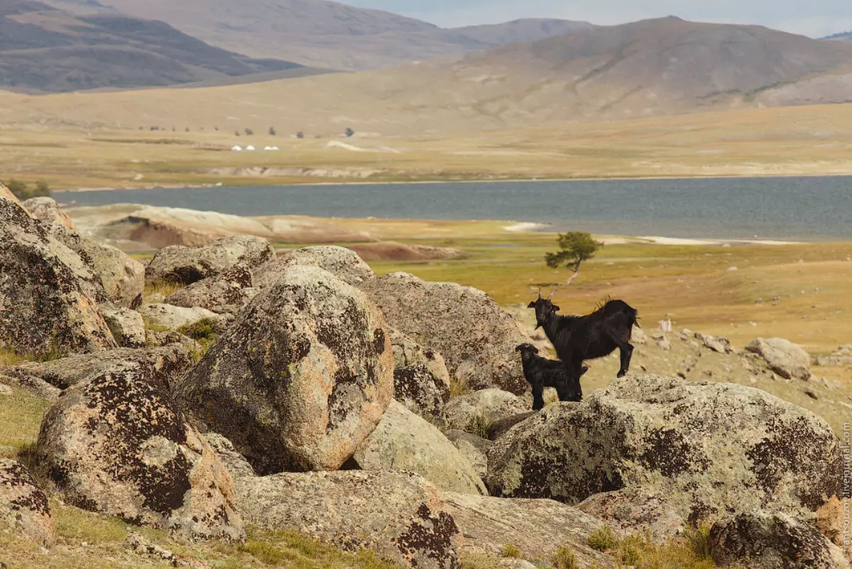 مغولستان آلتای: فرانسوی سفر دنیس 3980_29