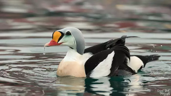 Mga langgam sa Polar Circle ... o ang fauna sa hilit nga kanto sa Lens Samuel Bloch (Samuel Bloch) 4014_1