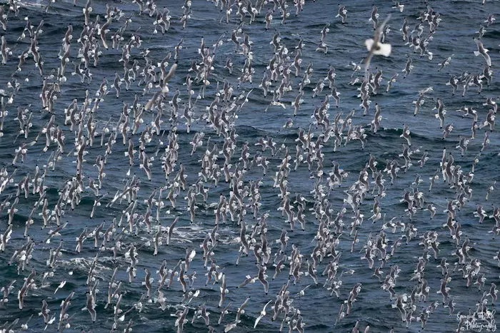 Mga langgam sa Polar Circle ... o ang fauna sa hilit nga kanto sa Lens Samuel Bloch (Samuel Bloch) 4014_10