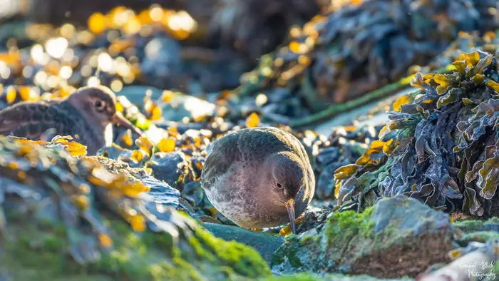 Ptice polarnog kruga ... ili fauna udaljenog ugla u leću Samuel Bloch (Samuel Bloch) 4014_11