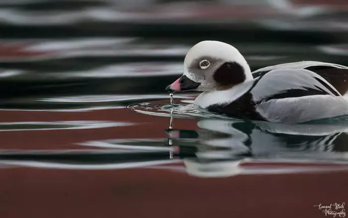 Mga langgam sa Polar Circle ... o ang fauna sa hilit nga kanto sa Lens Samuel Bloch (Samuel Bloch) 4014_12