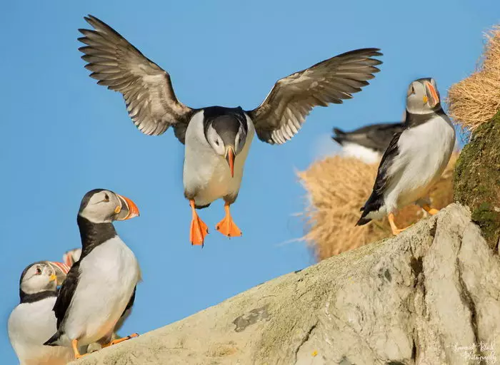 Mbalame za Polar Circle ... kapena za Fauna wakona wakutali mu Lens Samuel Bloch (Samuel Bloch) 4014_13