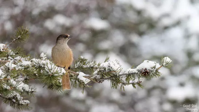 Mbalame za Polar Circle ... kapena za Fauna wakona wakutali mu Lens Samuel Bloch (Samuel Bloch) 4014_14