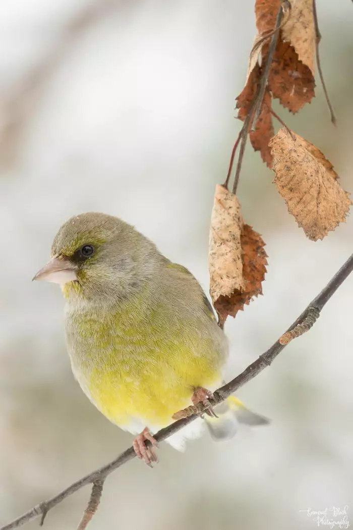 Poliarinio apskritimo paukščiai ... arba nuotolinio kampo fauna į objektyvą Samuel Bloch (Samuel Bloch) 4014_15