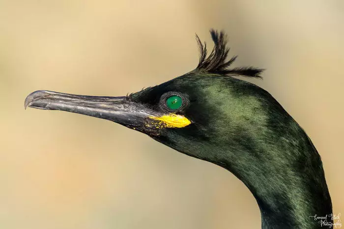 Poliarinio apskritimo paukščiai ... arba nuotolinio kampo fauna į objektyvą Samuel Bloch (Samuel Bloch) 4014_17