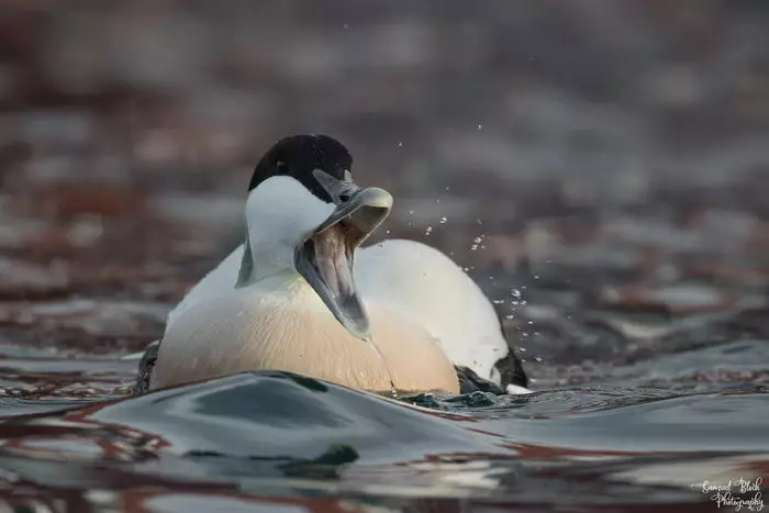 Mbalame za Polar Circle ... kapena za Fauna wakona wakutali mu Lens Samuel Bloch (Samuel Bloch) 4014_18